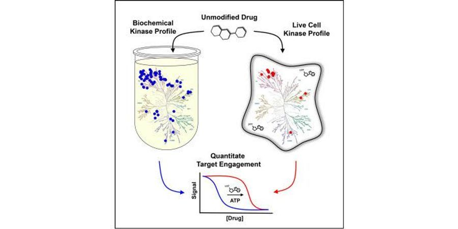 Promega Launches NanoBRET™ Target Engagement Intracellular Kinase Assay ...