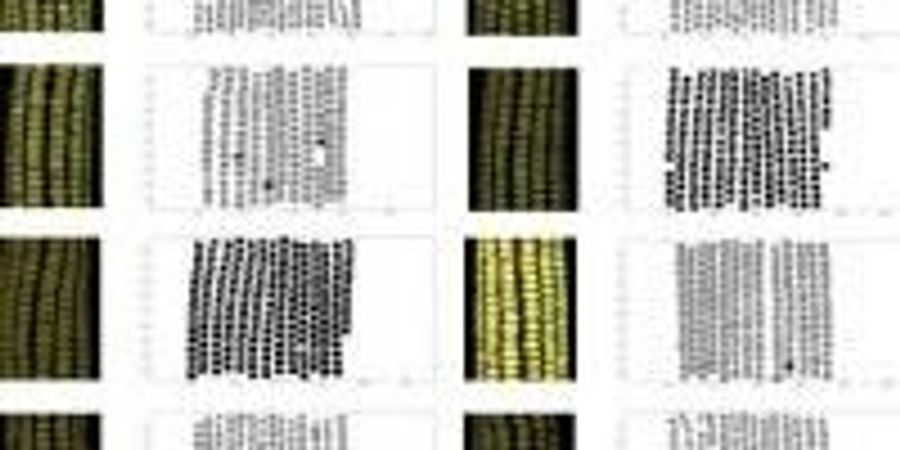 New Method Analyzes Corn Kernel Characteristics | Lab Manager