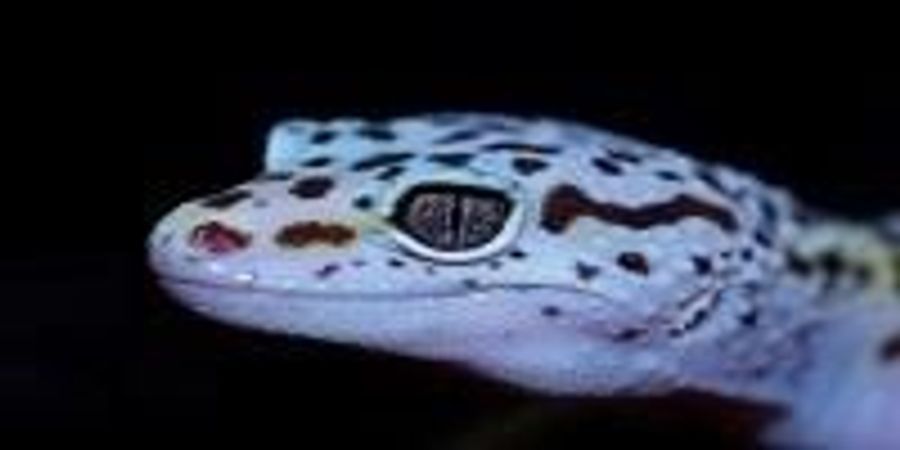 Study Identifies the Cells Driving Gecko's Ability to Re-Grow Its Tail ...