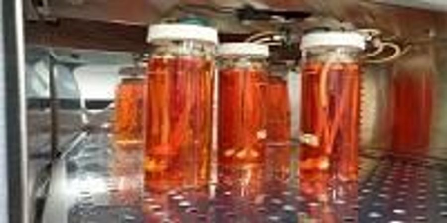 New Tissue-Engineered Blood Vessel Replacements One Step Closer to ...