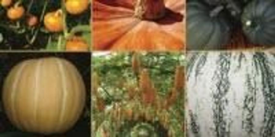 Pumpkin Genomes Sequenced, Revealing Uncommon Evolutionary History ...