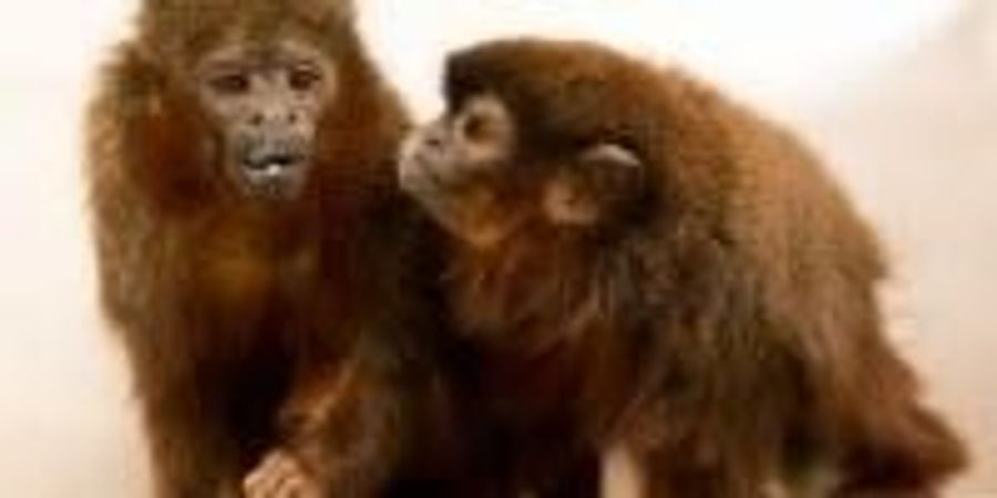 Scientists Map Monogamy, Jealousy in the Monkey Mind | Lab Manager