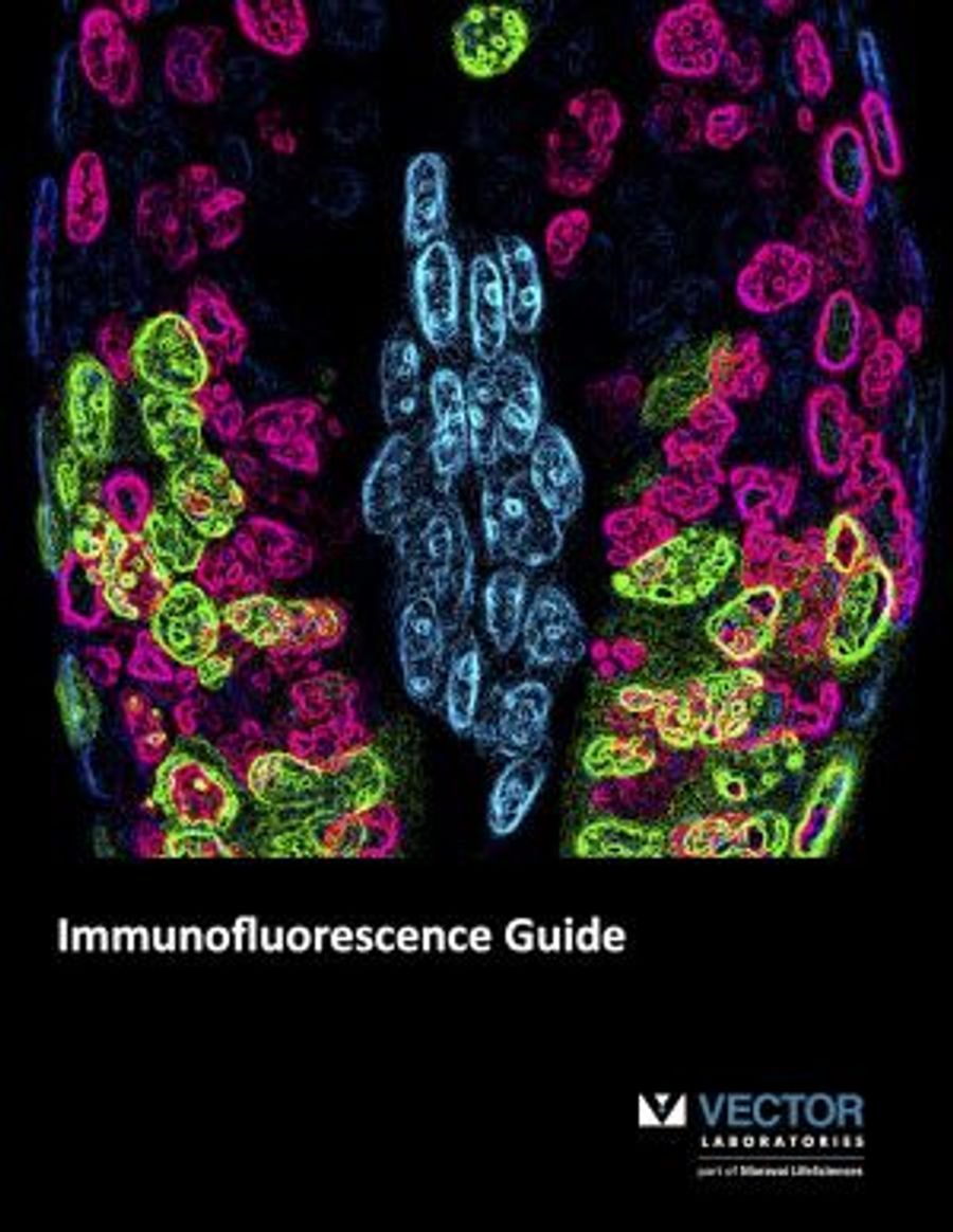 Vector Laboratories Publishes New Guide for Immunofluorescence | Lab Manager