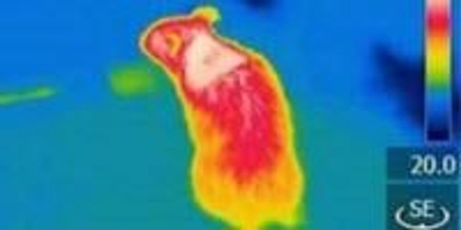 A Specific Protein Regulates the Burning of Body Fat to Generate Heat ...