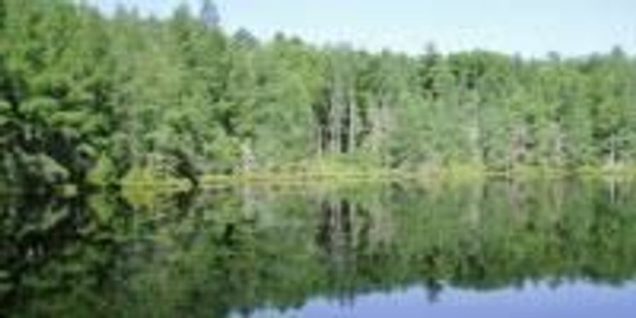 Tracking the Viral Parasites of Giant Viruses over Time | Lab Manager