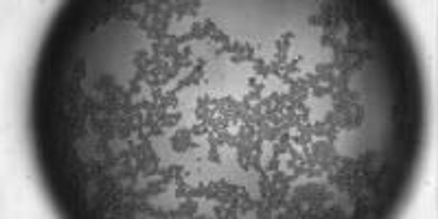 How Beer Foam Is Inspiring Materials Scientists & Engineers | Lab Manager