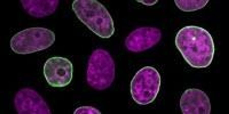 Researchers Find 'Internal Clock' within Live Human Cells | Lab Manager