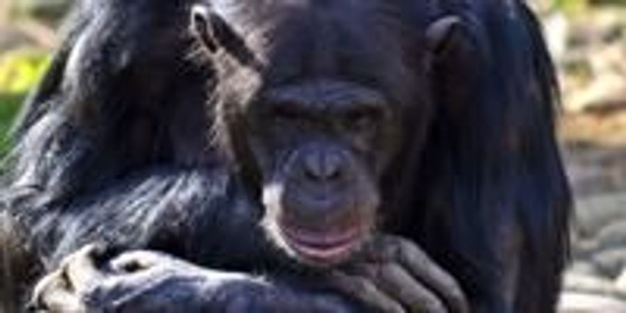 Apes' Abilities Misunderstood by Decades of Poor Science | Lab Manager