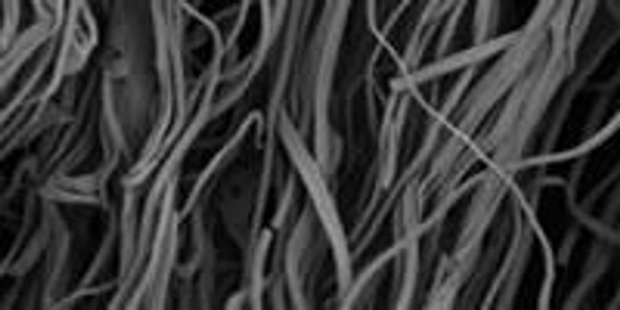 Real Texture for Lab-Grown Meat | Lab Manager