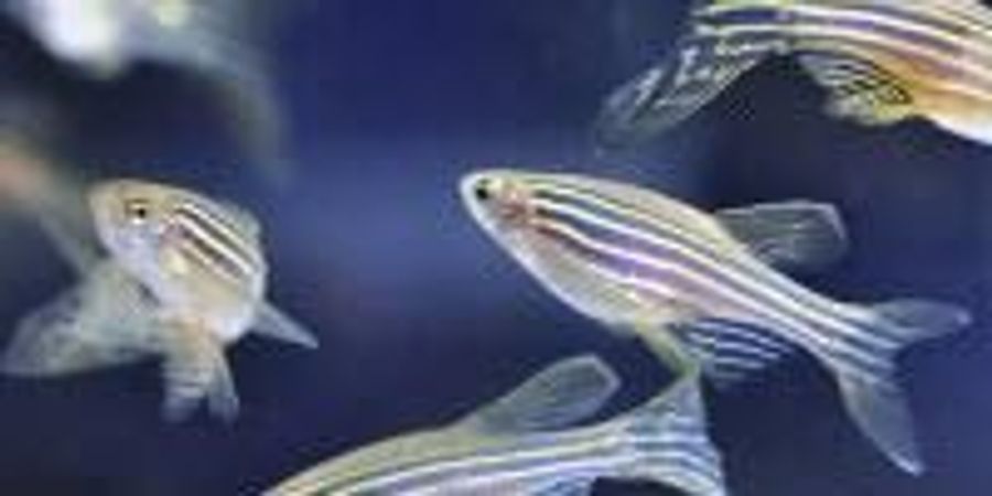 Given the Choice, Zebrafish Willingly Dose Themselves with Opioids ...