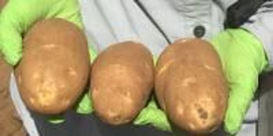 Texas Potato Researcher Plans to Pack More Value into the Crop | Lab ...