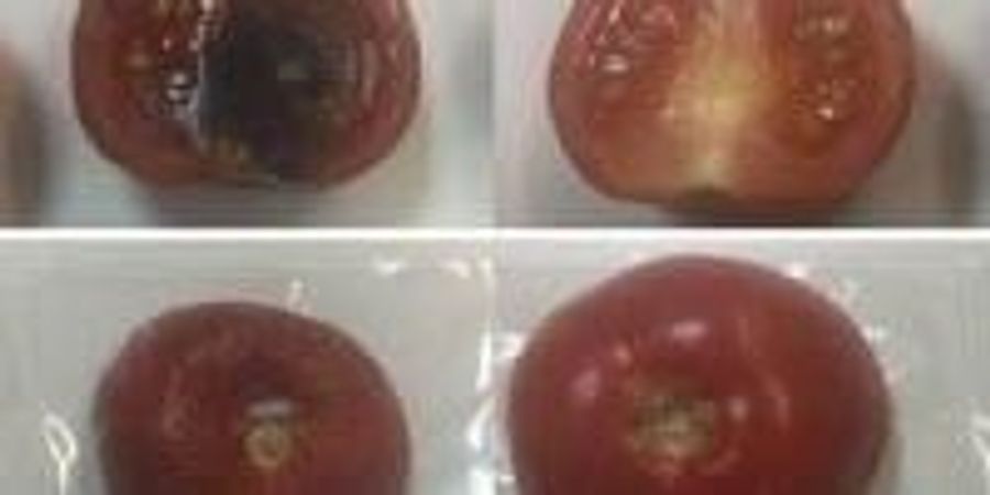 Clay-Based Antimicrobial Packaging Keeps Food Fresh | Lab Manager