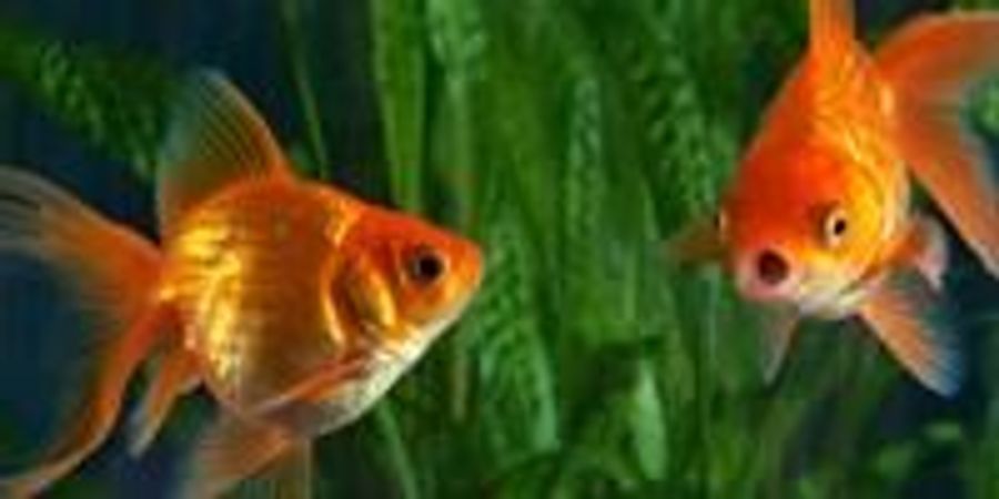 Scientists Reveal How Goldfish Make Alcohol to Survive without Oxygen ...