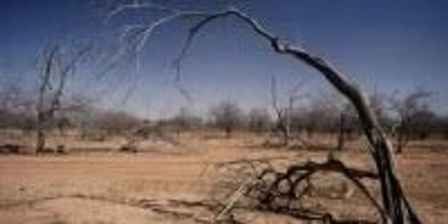 What's Killing Trees during Droughts? Scientists Have New Answers | Lab ...