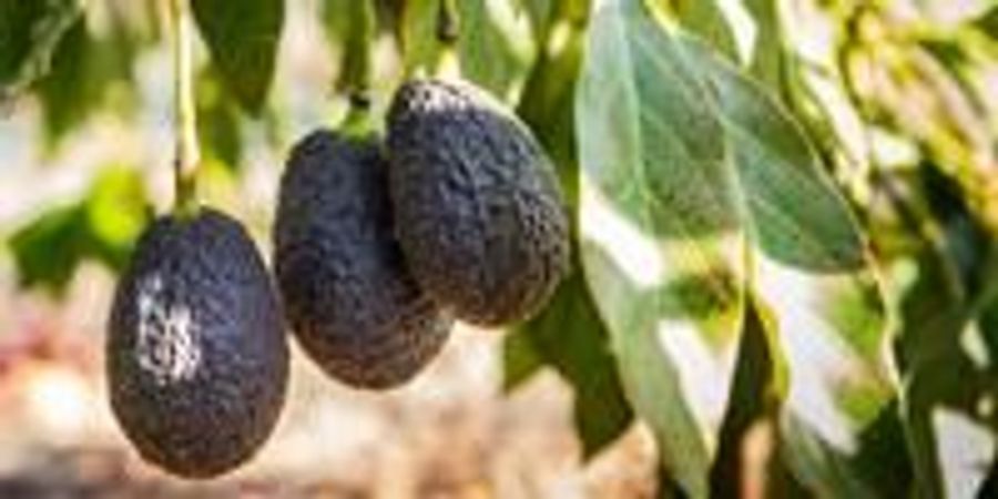 Scientists to Help California, Florida Growers Control Dangerous ...