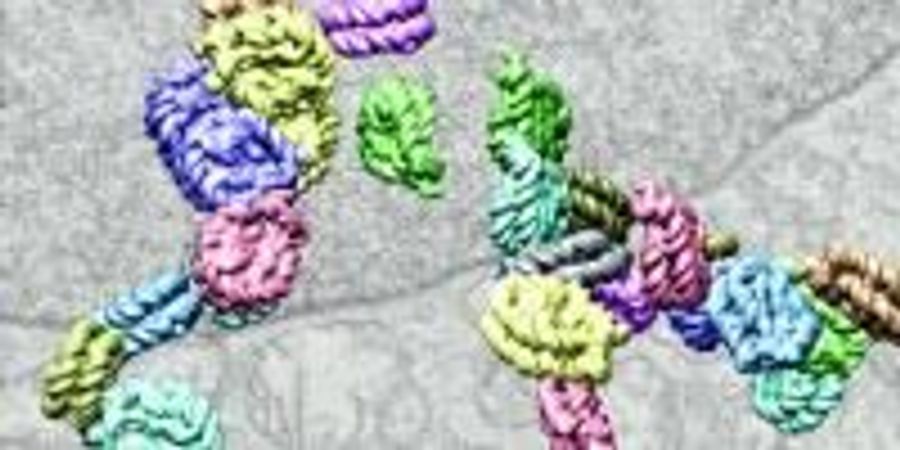New Imaging Technique Overturns Longstanding Textbook Model of DNA ...