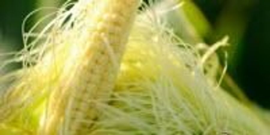 Taking the Genomic Revolution to Corn Fields to Improve Crops | Lab Manager