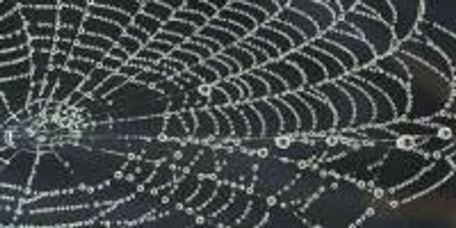 Green Method Developed for Making Artificial Spider Silk | Lab Manager