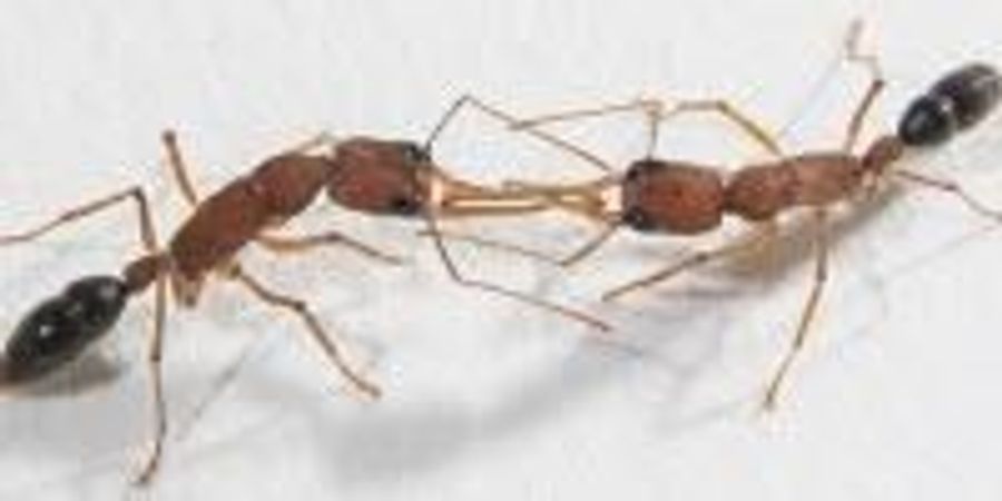 Decoding Ants' Coat of Many Odors | Lab Manager