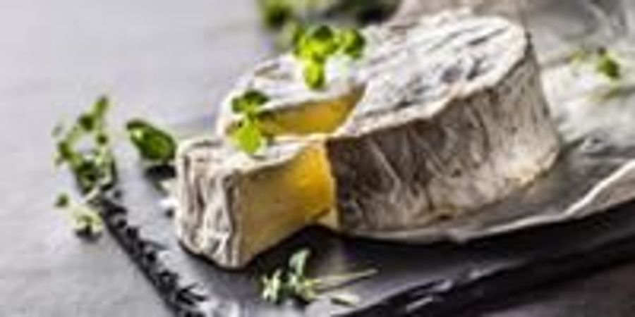 Taming the Wild Cheese Fungus | Lab Manager