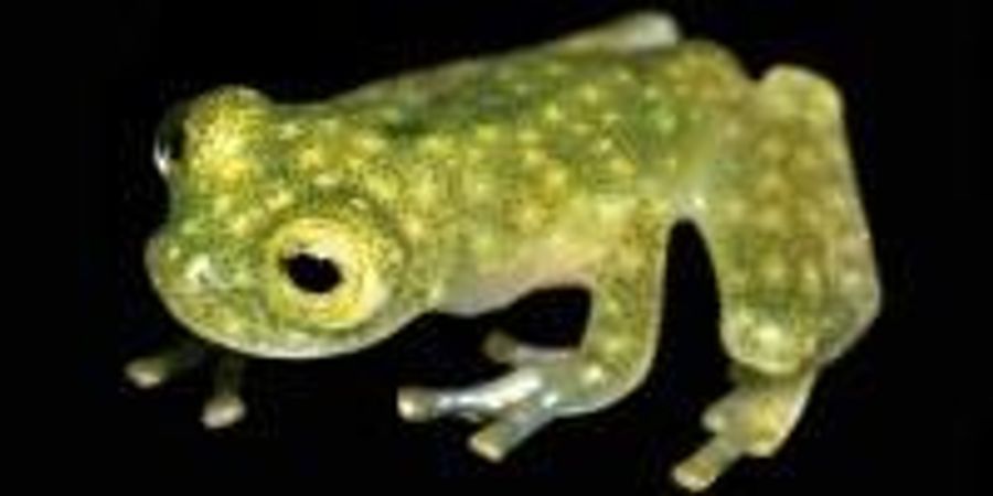 New Species of Frog from the Neotropics Carries Its Heart on Its Skin ...