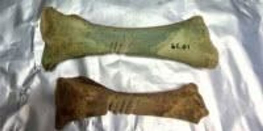 What Bone Proteomics Could Reveal about the Dead | Lab Manager