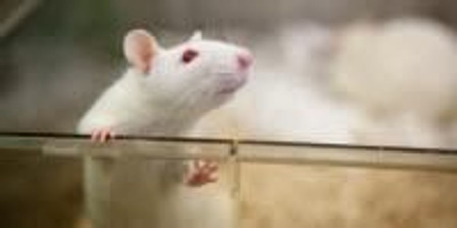 Study on How Rats Process Smell May Address Issue of Experiment ...