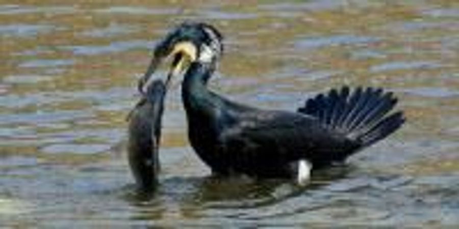 When Birds of a Feather Poop Together | Lab Manager