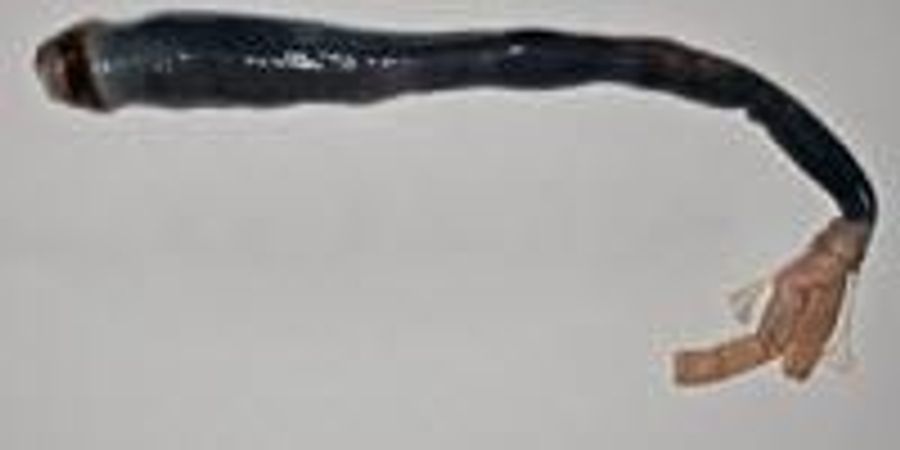 Science Fiction Horror Wriggles into Reality with Discovery of Giant ...