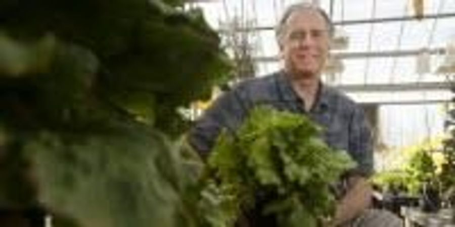 New Lettuce Genome Assembly Offers Clues to Success of Huge Plant ...