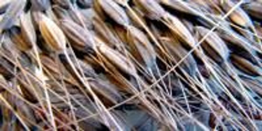 Domesticated Rice Goes Rogue | Lab Manager