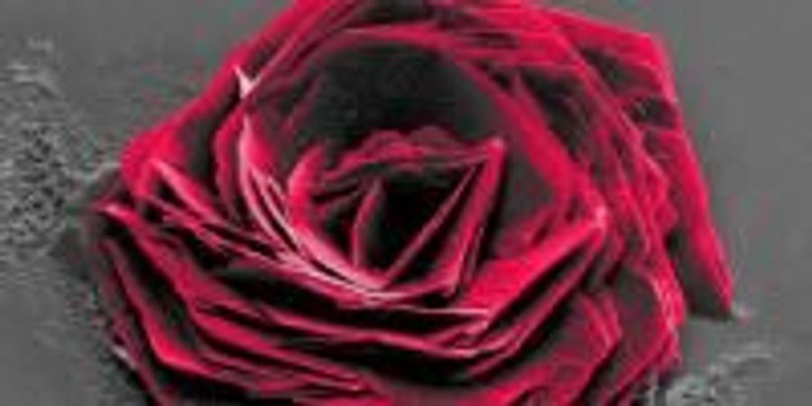 “Cysteine Rose” Wins 2016 Thermo Fisher Scientific Electron Microscopy ...