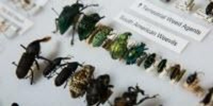 Entomologist Couple Donates World-Class Insect Collection to ASU | Lab ...