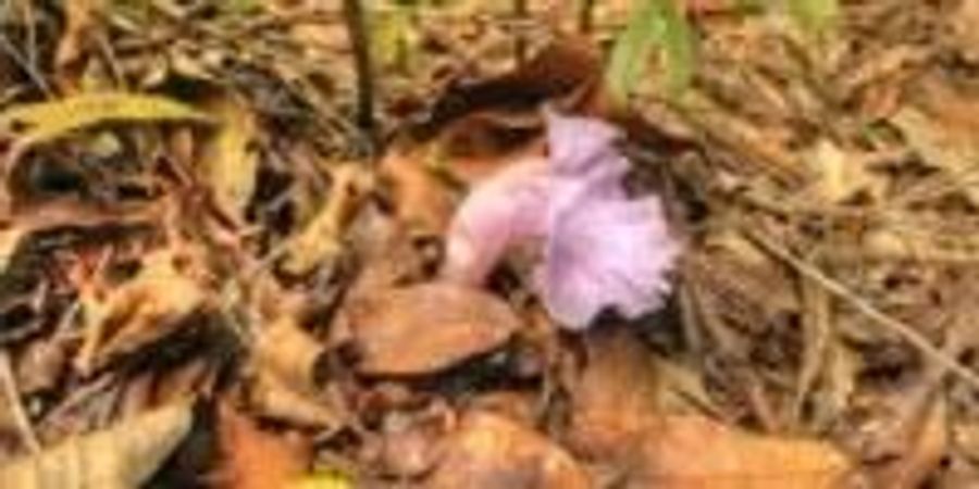 Discovery of New Ginger Species Spices up African Wildlife Surveys ...