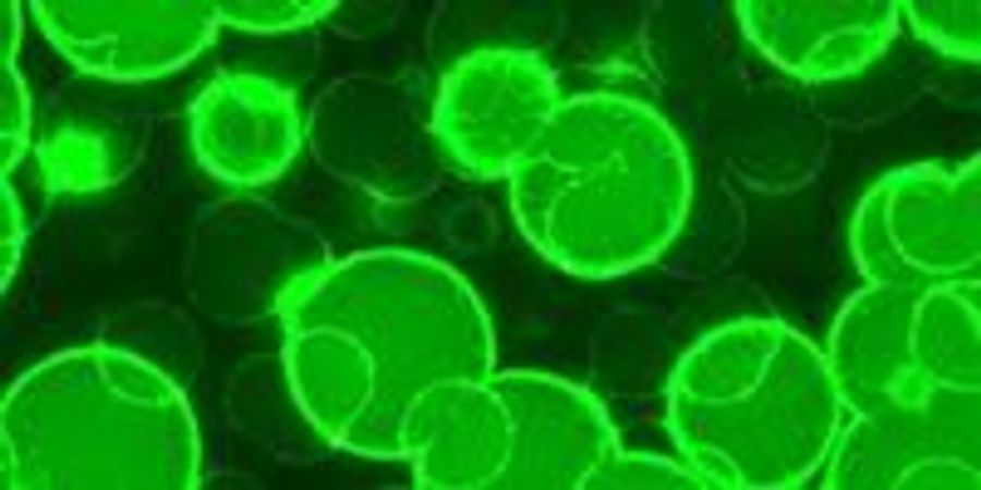 Researchers Create Self-Sustaining Bacteria-Fueled Power Cell | Lab Manager