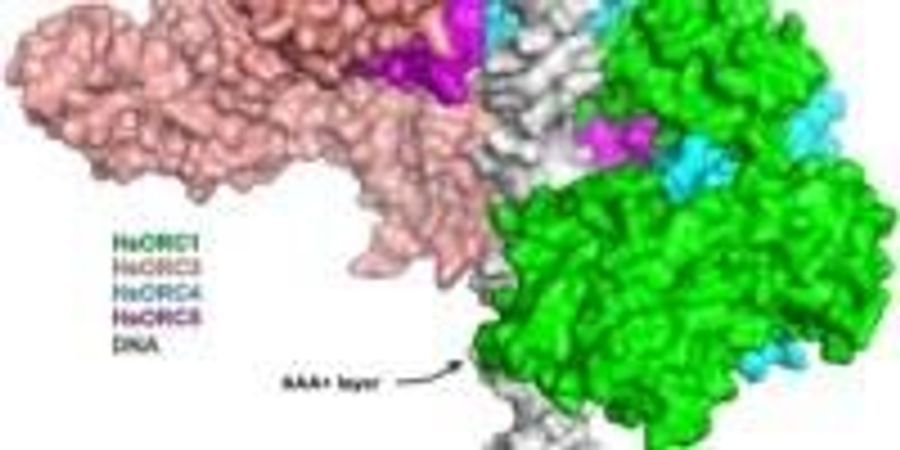 First Steps in Human DNA Replication Dance Captured at Atomic ...