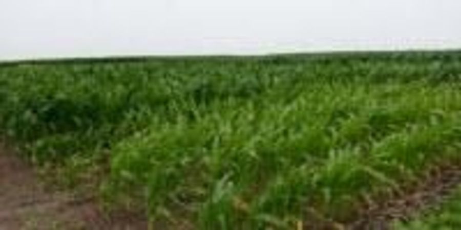 Agronomists Show Nitrogen Fertilizer Feeds Healthy Soil in Corn and ...