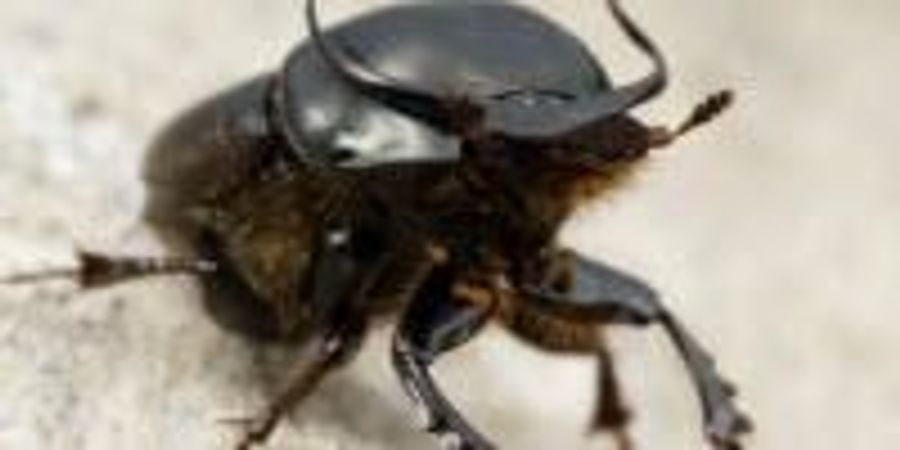 Biologists Reveal How Powerful 'Master Gene' Regulates Physical ...