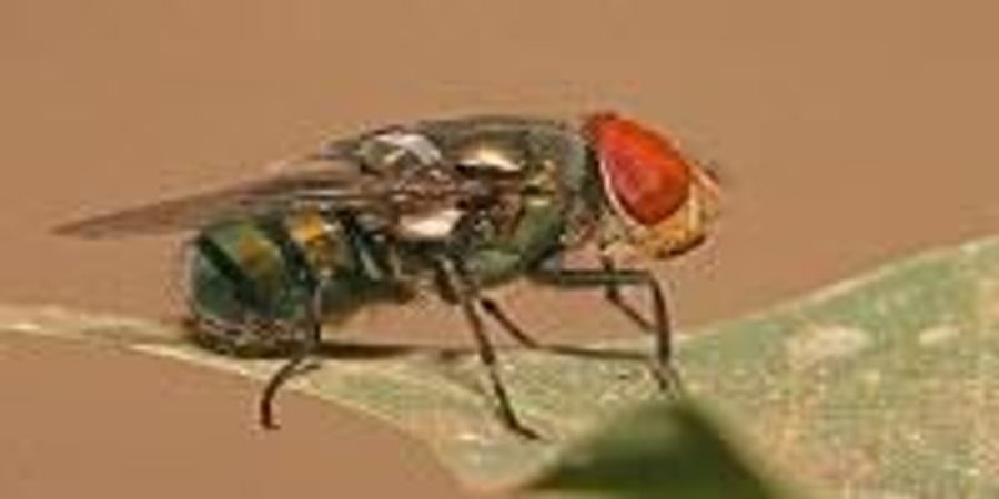 Developing Knowledge of Blowfly Life Cycles to Improve Accuracy of ...