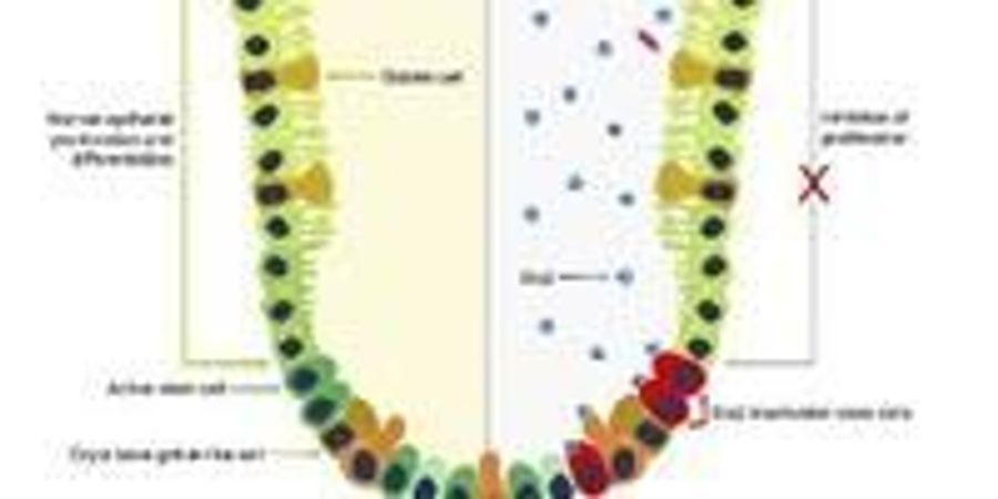 Toxin Promotes Cattle-To-Cattle Transmission of Deadly Escherichia Coli ...