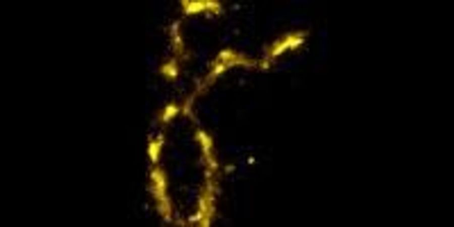 Researchers Are First to See DNA 'Blink' | Lab Manager