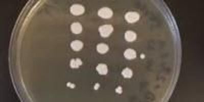 Microbiology Articles | Lab Manager | Page 13