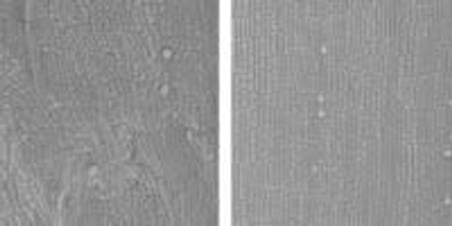 Mutant Maize Offers Key to Understanding Plant Growth | Lab Manager