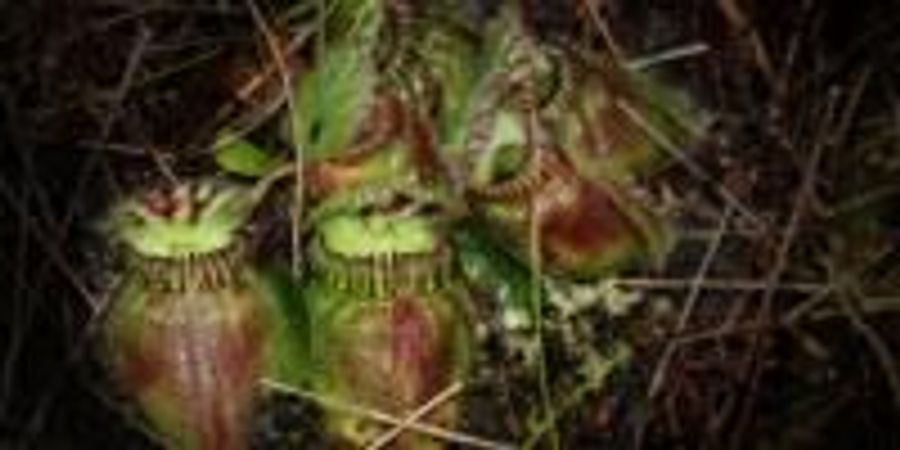 Study Sheds Light on How Carnivorous Plants Acquired a Taste for Meat ...