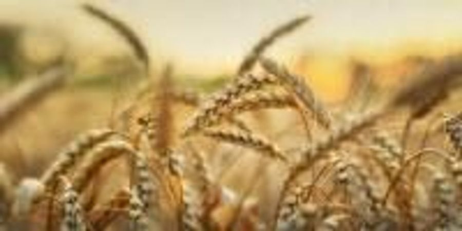 New Tools Will Drive Greater Understanding of Wheat Genes | Lab Manager