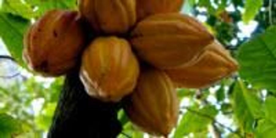 Scientists Uncover the Genetic History of Cocoa in Brazil | Lab Manager