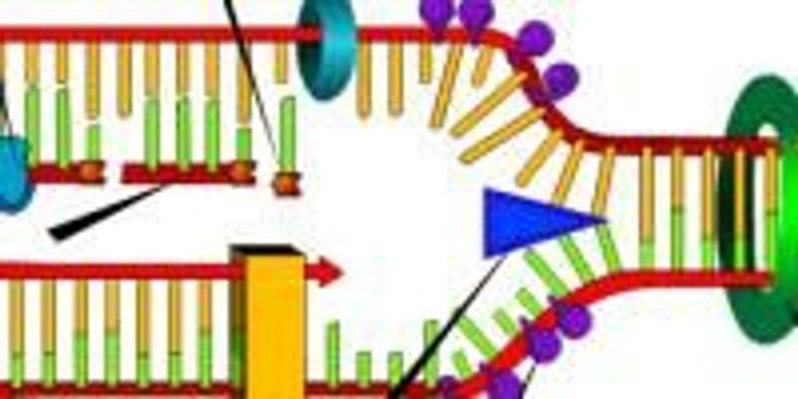 New Study Reveals the Structure of DNA Helicase at the Replication Fork ...