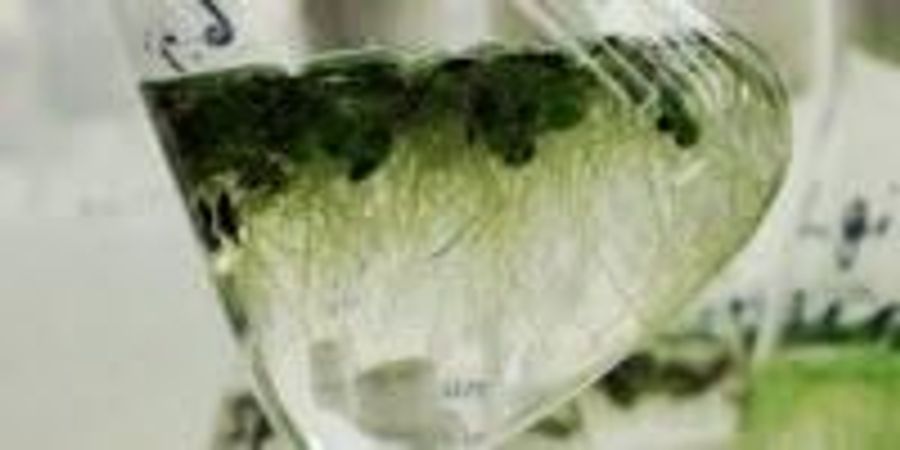 Scientists Investigate the Potential of Duckweed as a Human Food Source ...