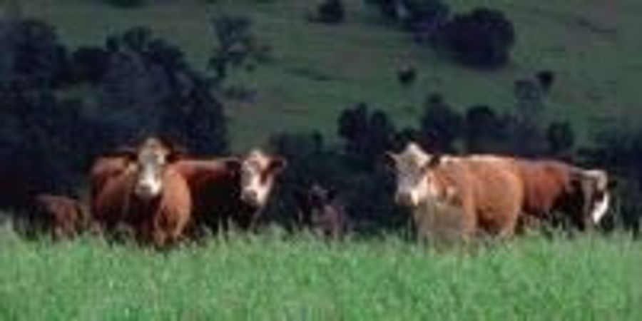 Hill-Climbing Cows May Help Rangeland Sustainability | Lab Manager