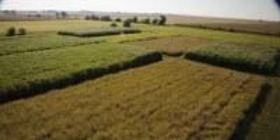 Open-Source Plant Database Confirms Top US Bioenergy Crop | Lab Manager